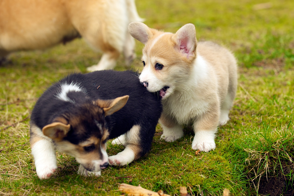 3 Best Ways To Deal With Corgi Shedding 2018 - The Cute Corgi Store